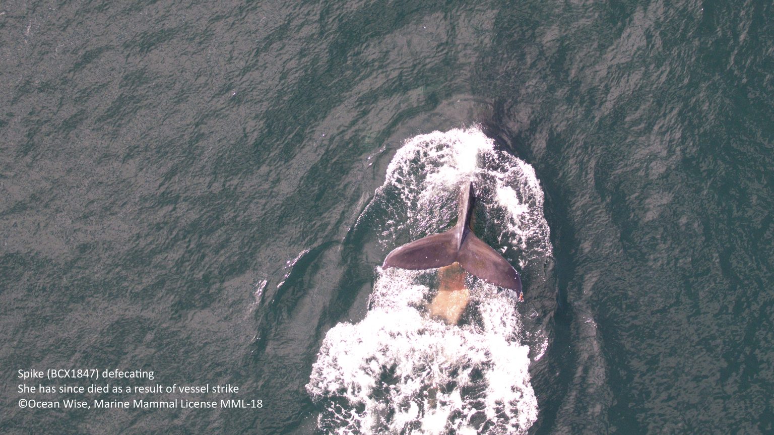 What Whales Do for You - Whale Pump, Whale Poo | MERS Marine Education ...