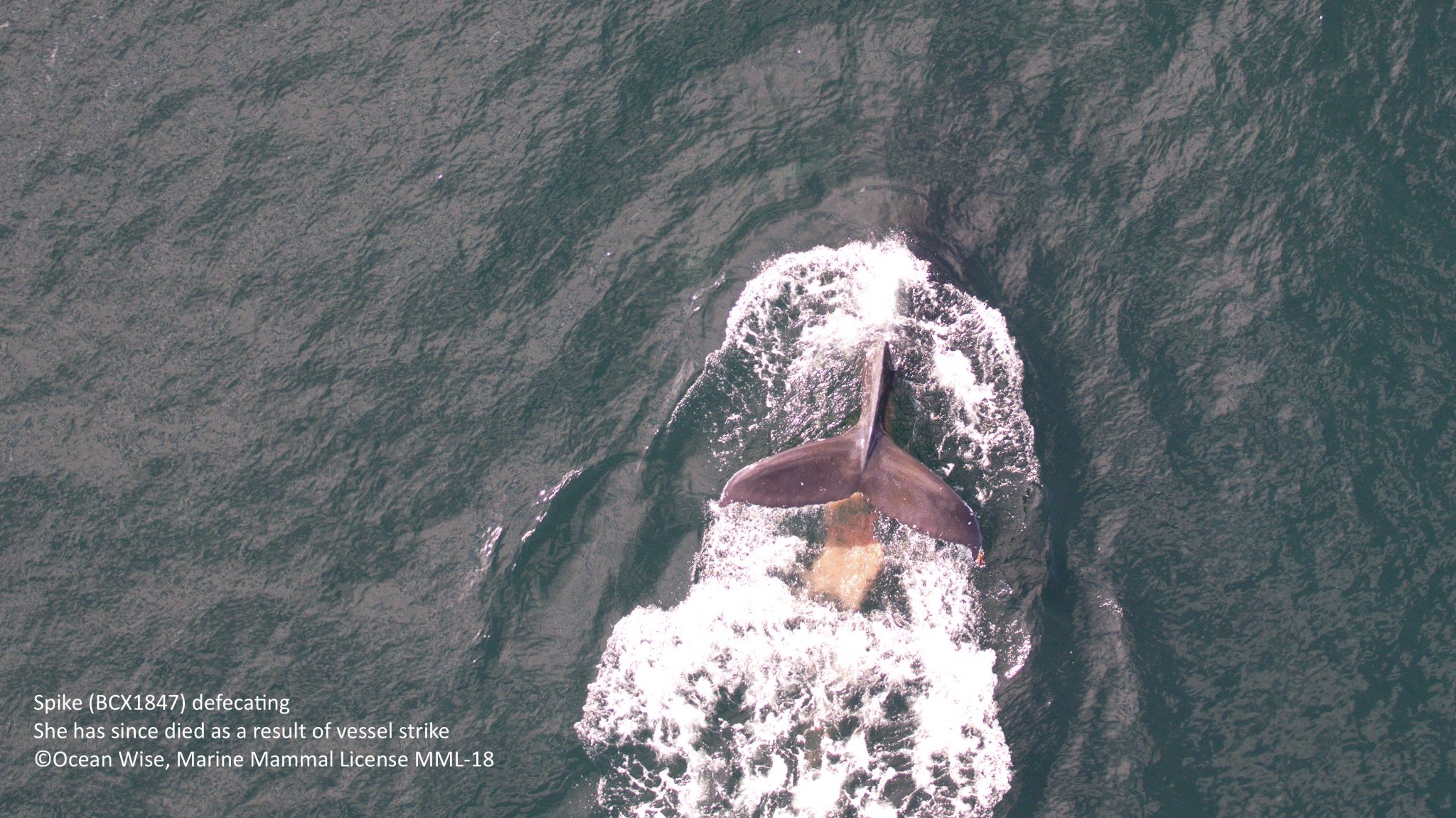 What Whales Do for You - Whale Pump, Whale Poo | MERS Marine Education ...