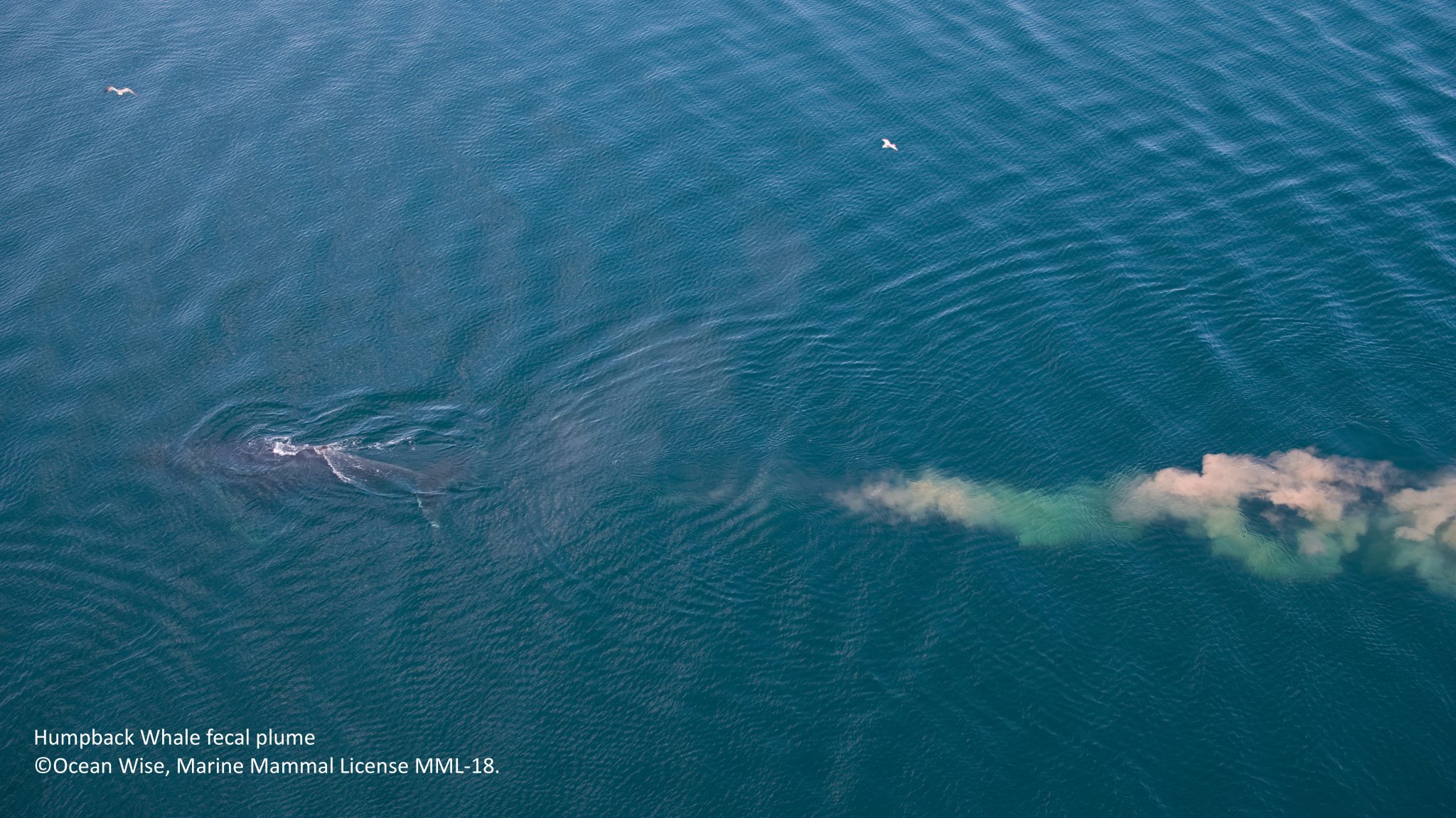 What Whales Do for You - Whale Pump, Whale Poo | MERS Marine Education ...