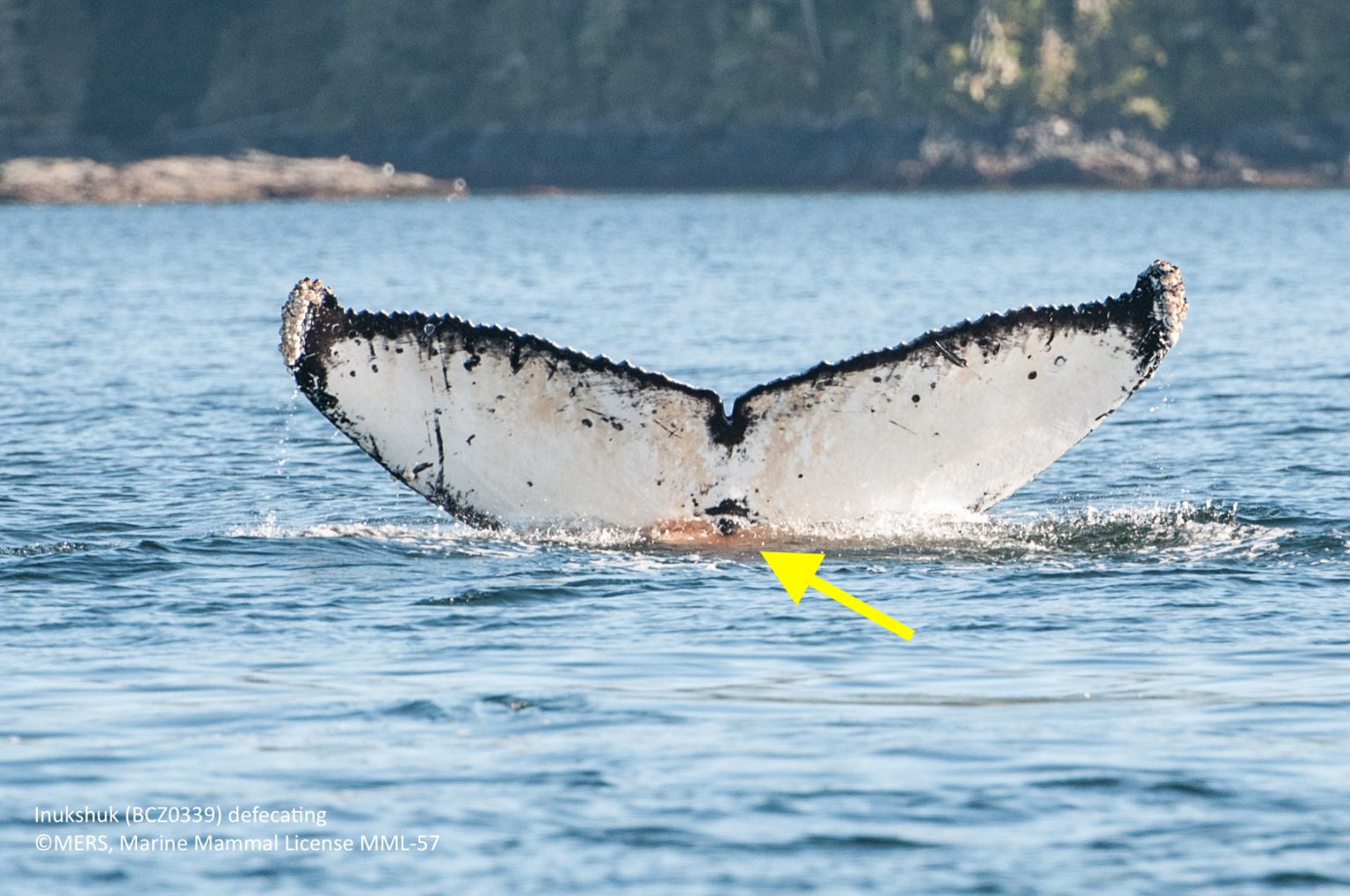 What Whales Do for You - Whale Pump, Whale Poo | MERS Marine Education ...